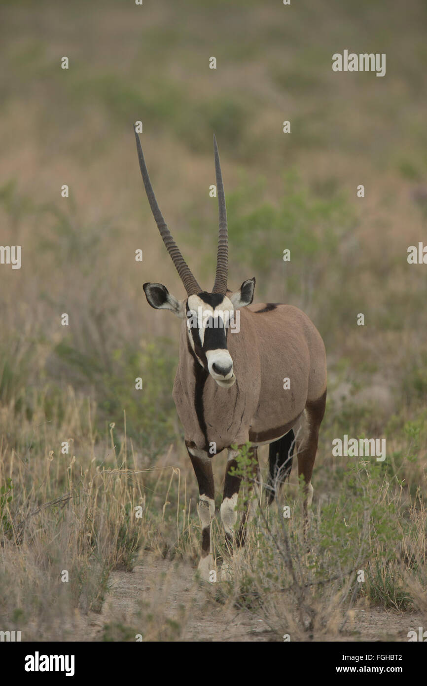 Oryx is a genus consisting of four large antelope species. Three of ...