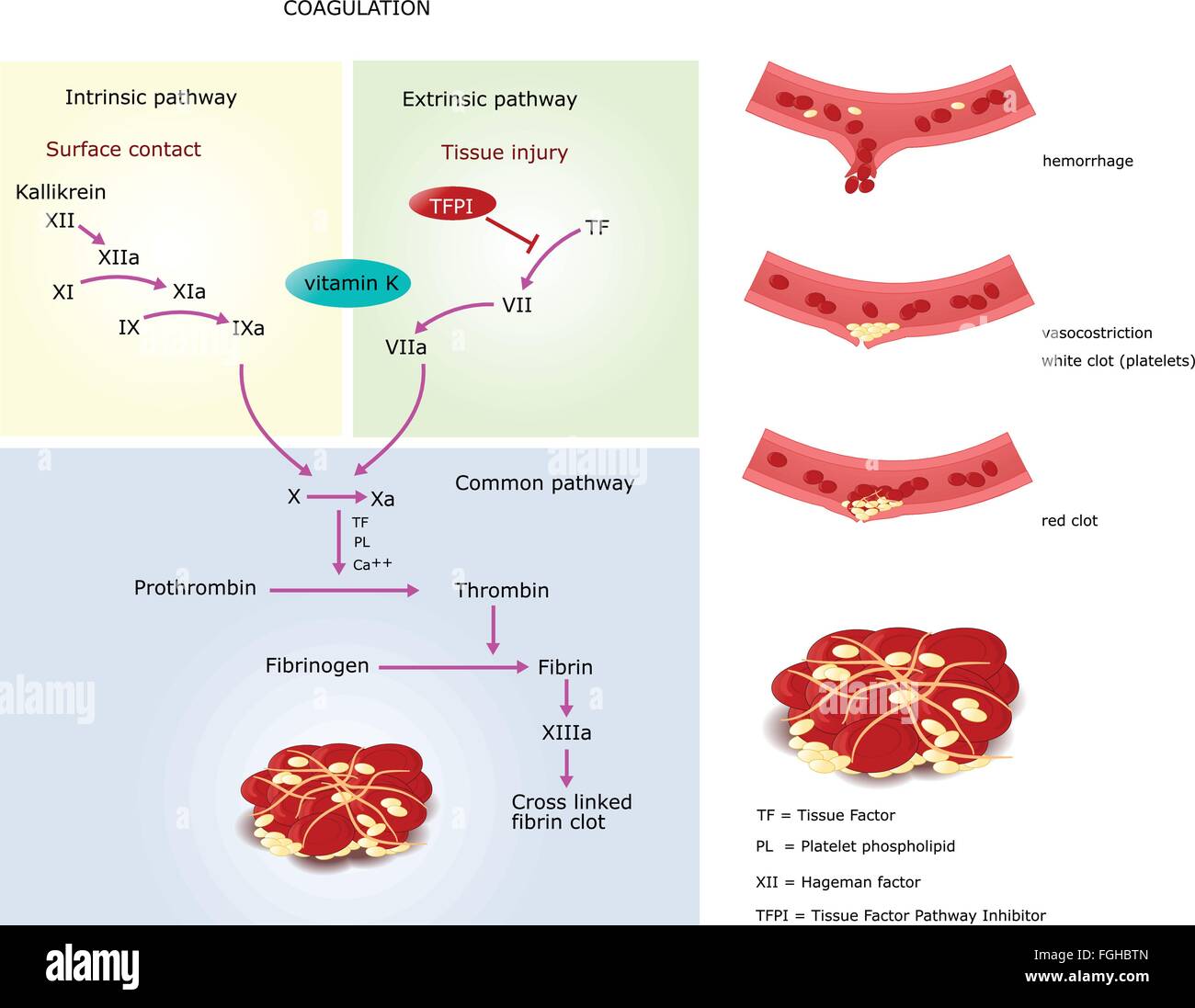 Intrinsic Pathway Of Coagulation What Is Coagulation HRRSEA Intrinsic Pathway Of Coagulation What Is Coagulation HRRSEA