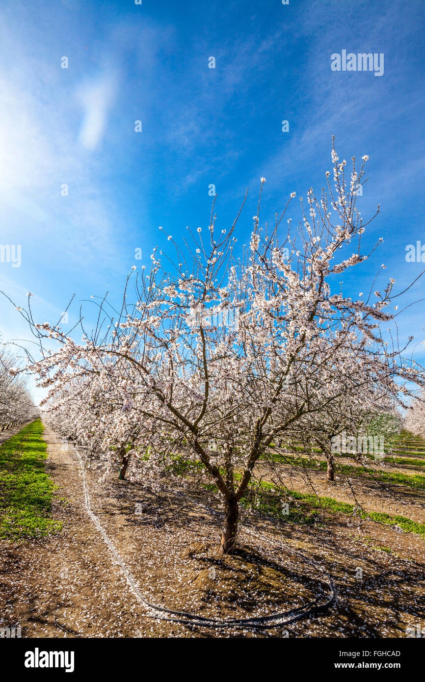 Almond grove california hi-res stock photography and images - Alamy