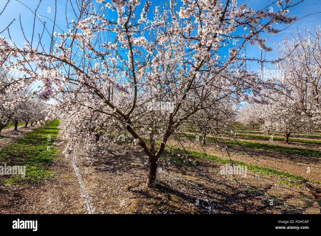 Almond grove california hi-res stock photography and images - Alamy