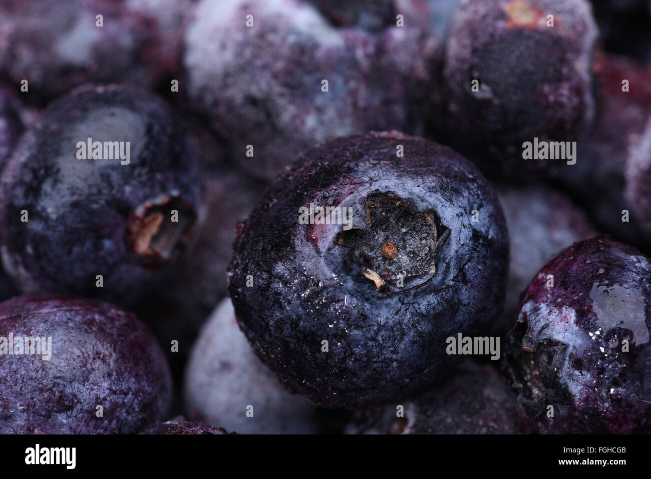 Macro of fruits frozen blueberries with selective focus Stock Photo - Alamy
