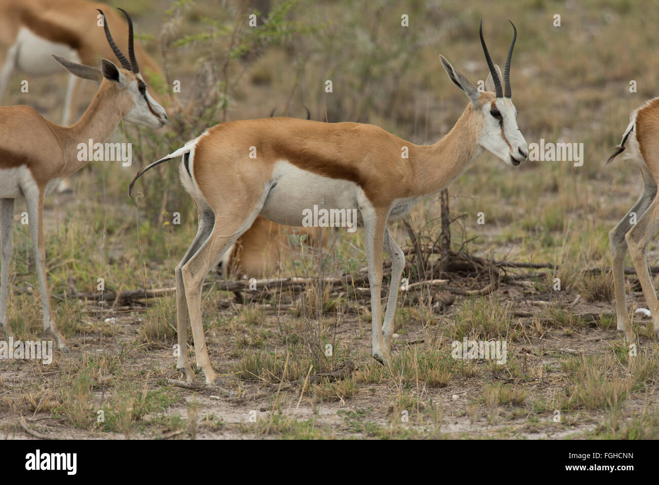 White Springbok