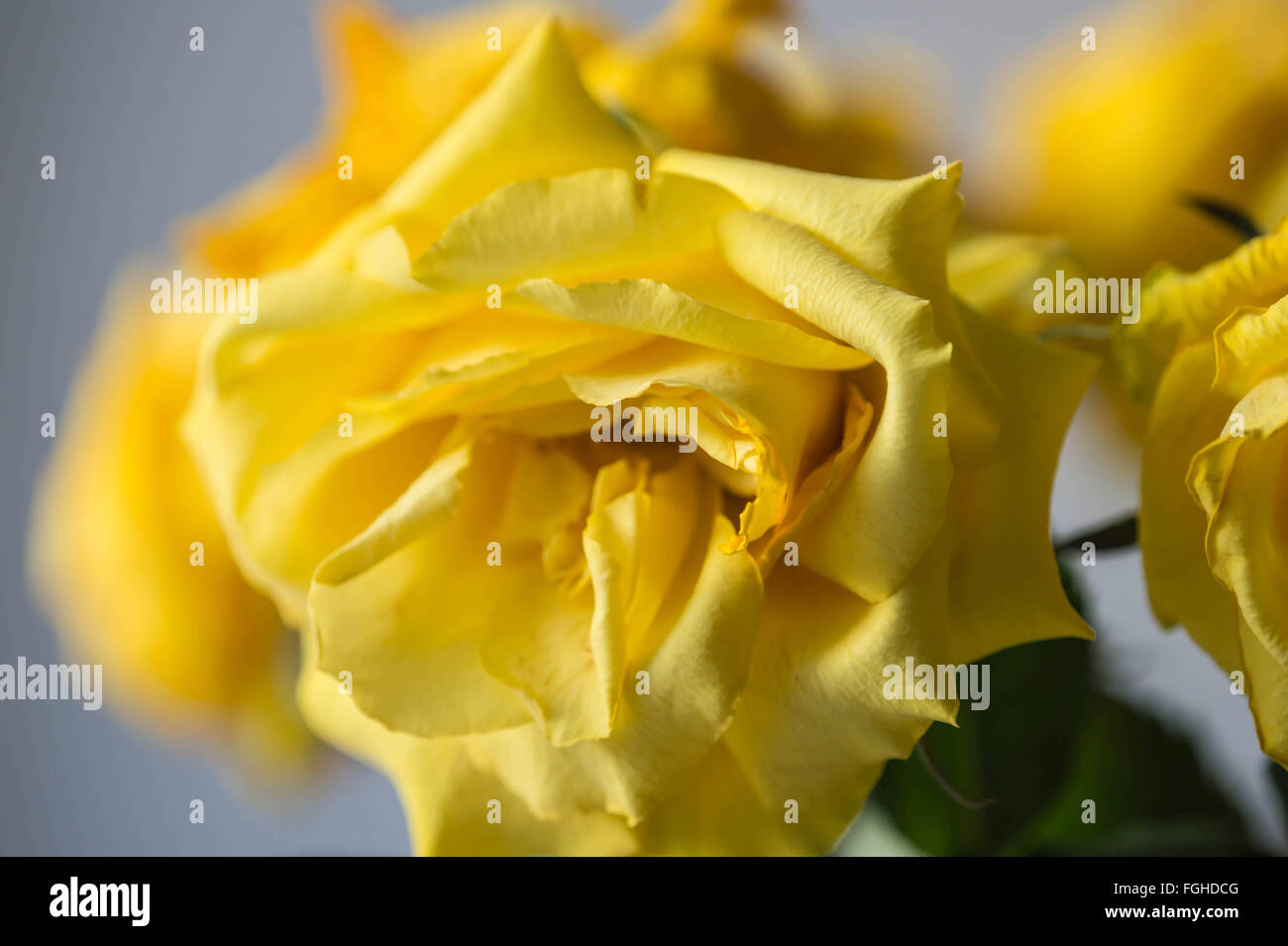 Fade to yellow hi-res stock photography and images - Alamy