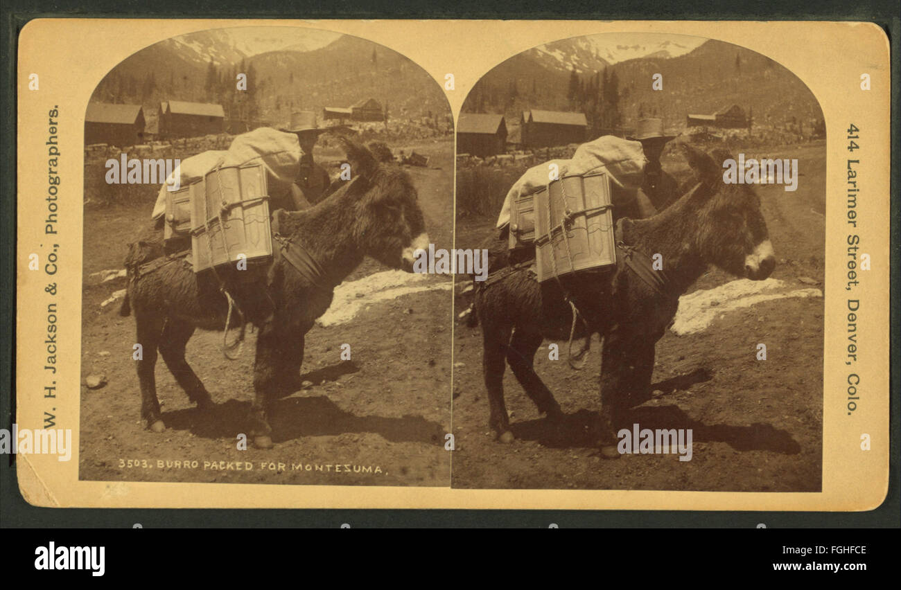 Photograph of a burro packed for a journey to Montezuma, taken by W. H ...