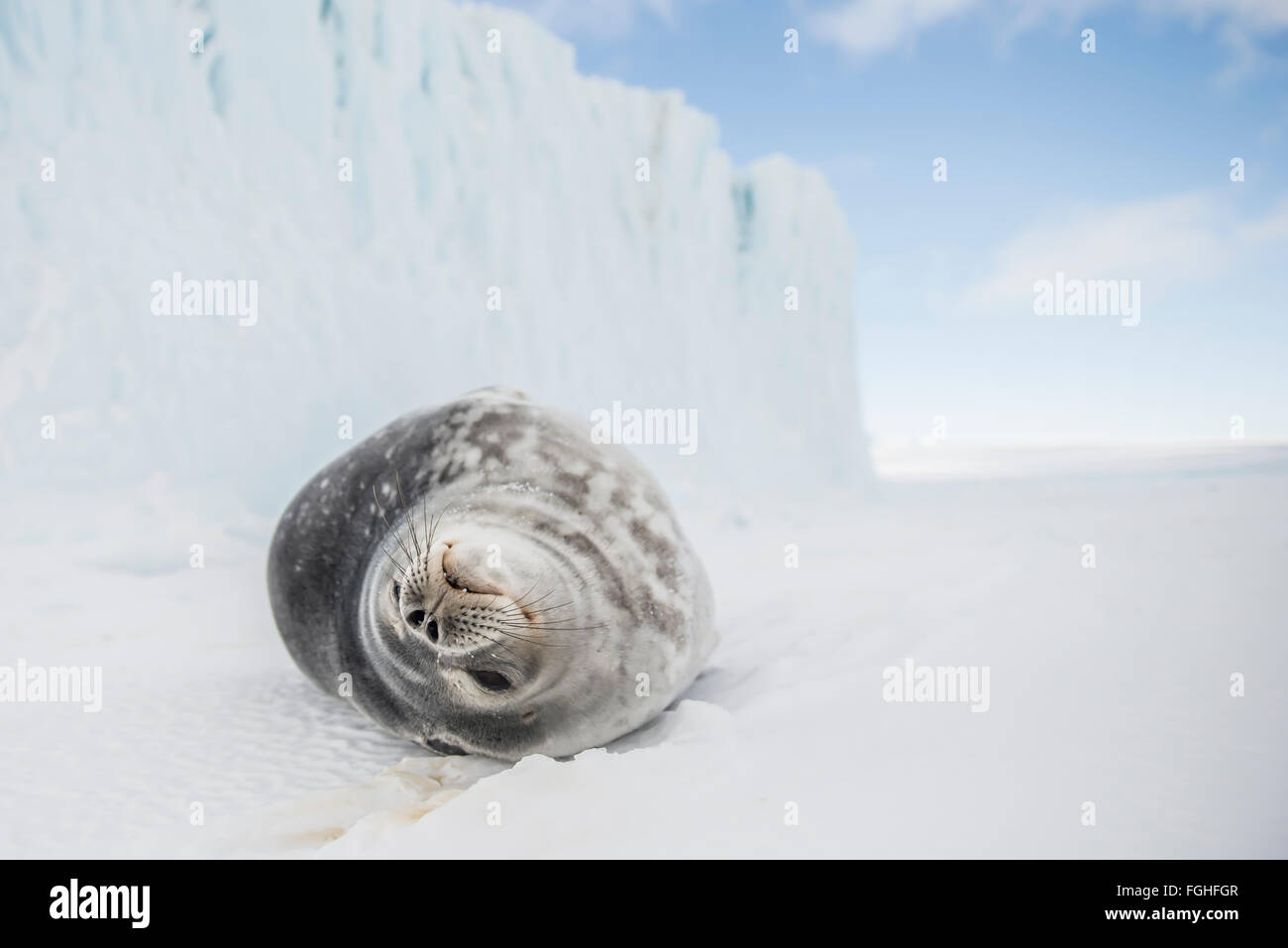 A weddell seal lays on the ice in Antarctica Stock Photo - Alamy