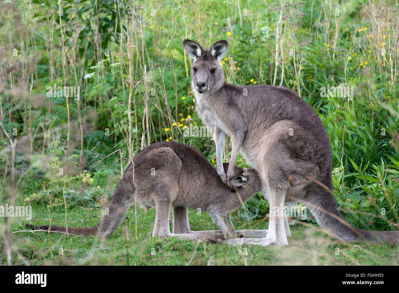 Kangaroo care baby hi-res stock photography and images - Alamy