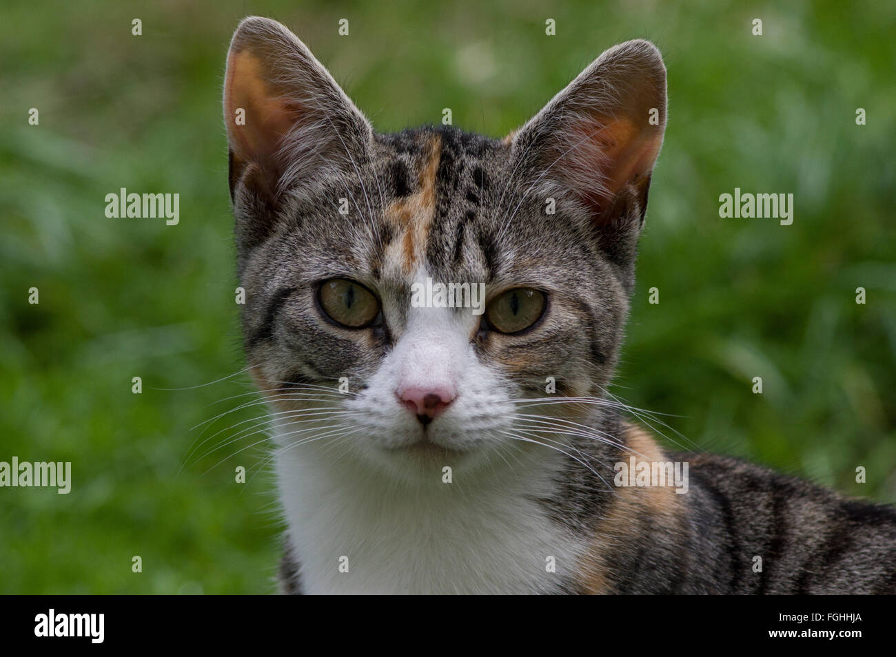 Cute cat staring at the camera with green blurry grass in the ...