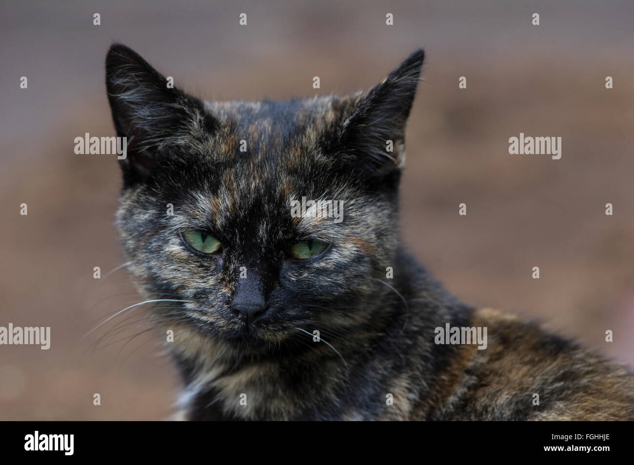 Black and grey cat with an unusual expression on its face Stock Photo ...
