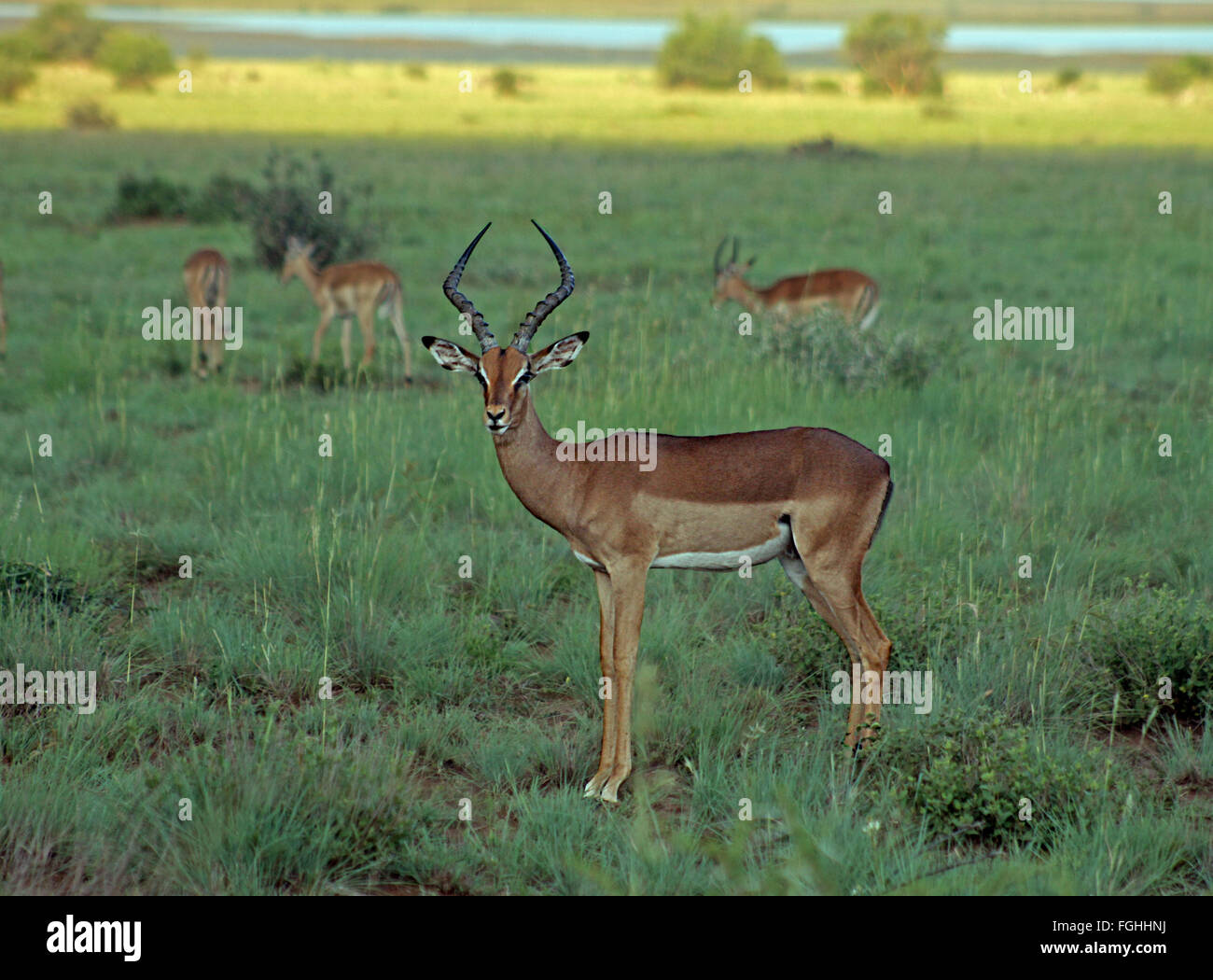 An emblematic Springbok Stock Photo - Alamy