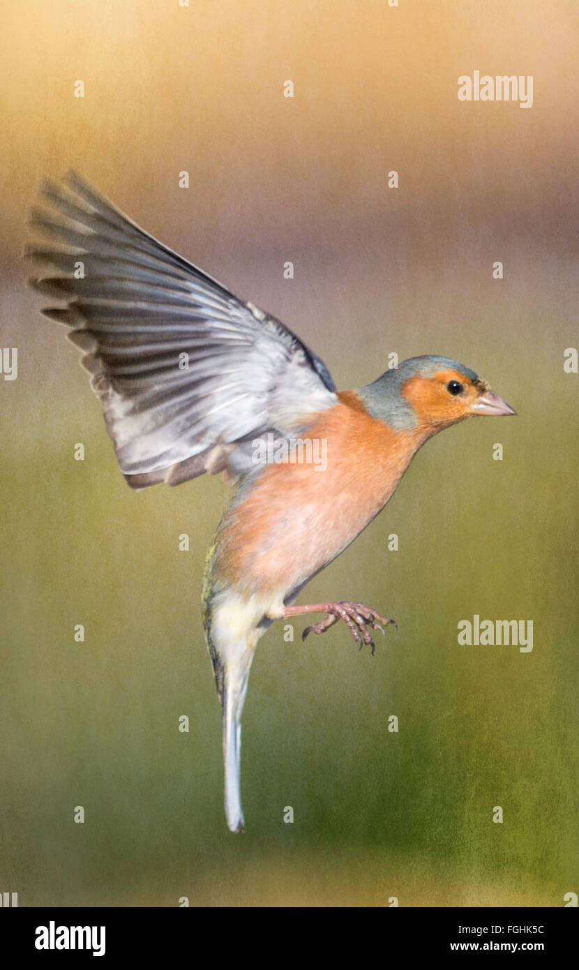 Chaffinch in flight hi-res stock photography and images - Alamy