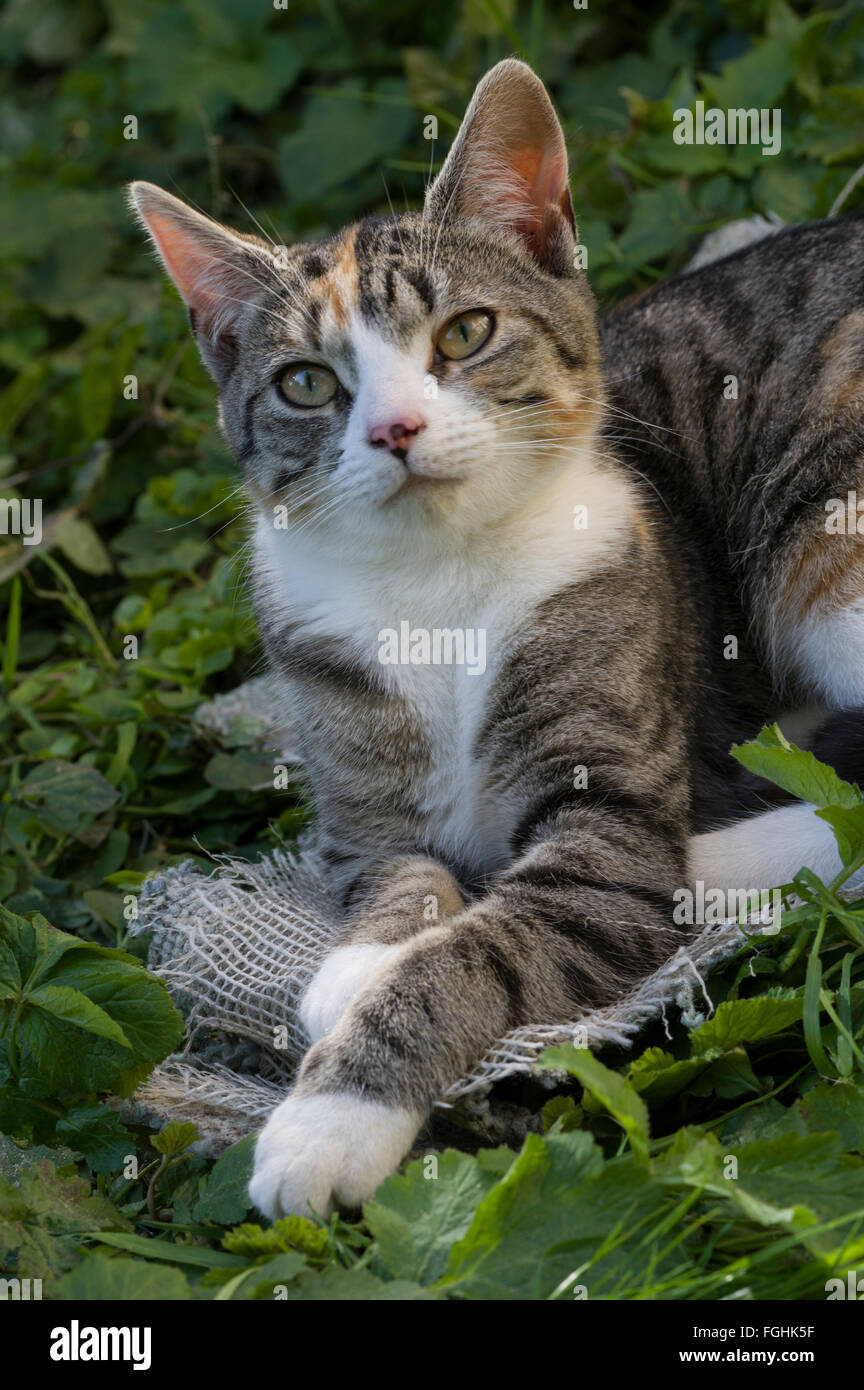 Cat relaxing in the grass looking upward with an unusual curious ...