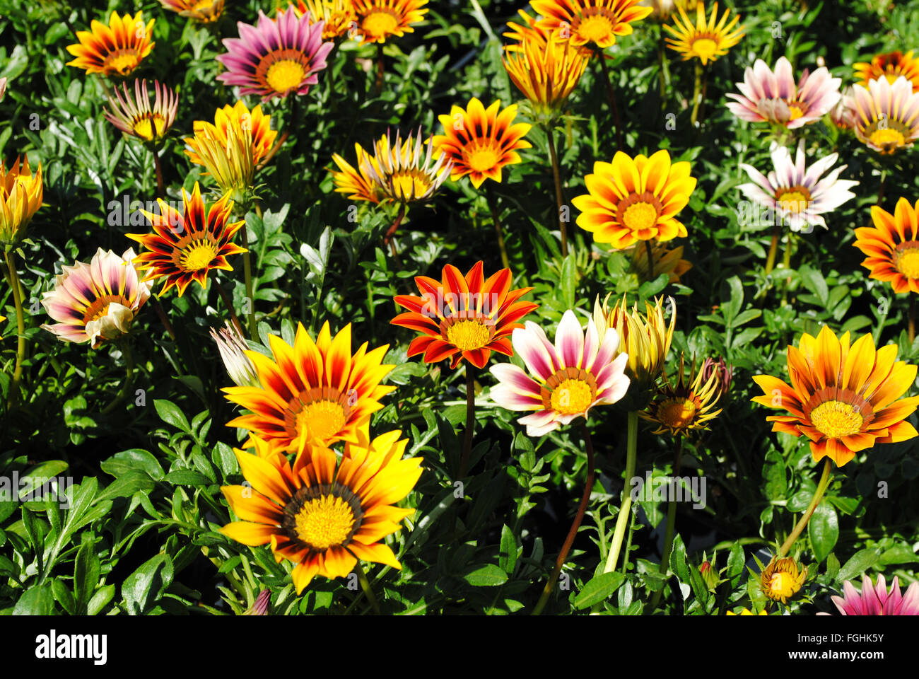 Background of Colorful Gerber Daisies in the Summer Sun Stock Photo - Alamy