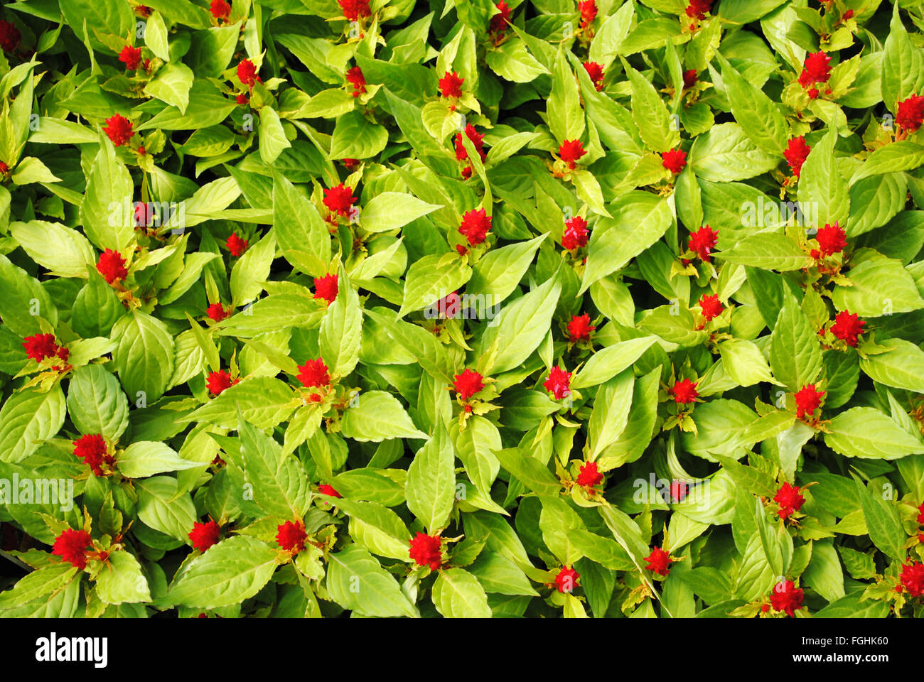 Background of Green Leaves and Red Flowers Stock Photo - Alamy