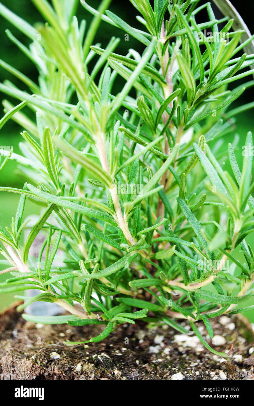 Bunch green rosemary branches hi-res stock photography and images - Alamy