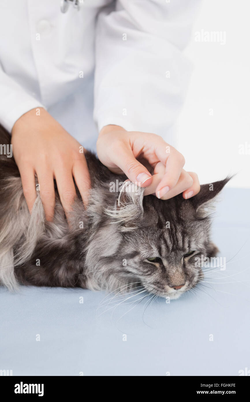 Vet examining a cute cat Stock Photo - Alamy