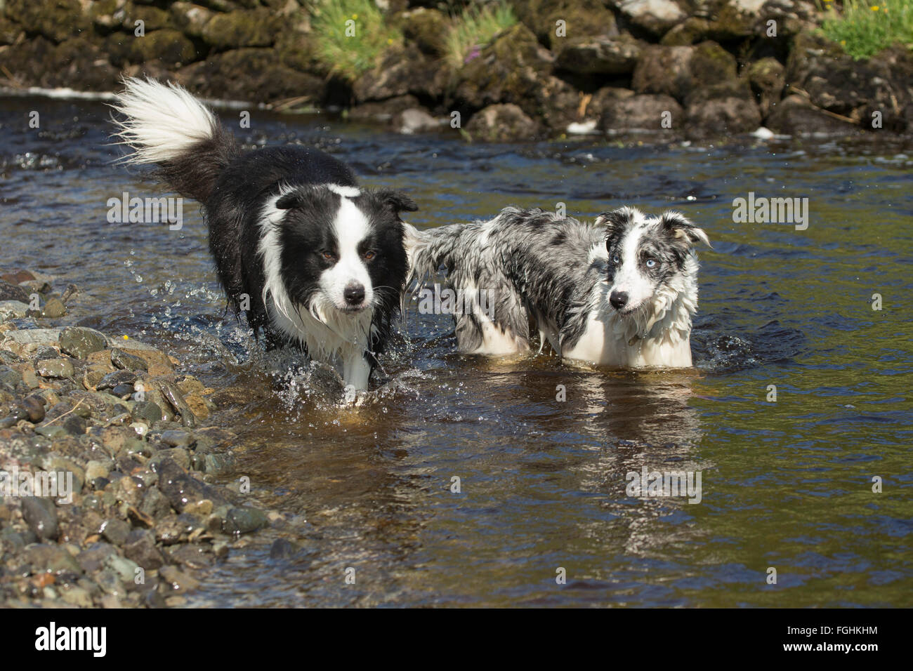 Two border collie sheep hi-res stock photography and images - Alamy