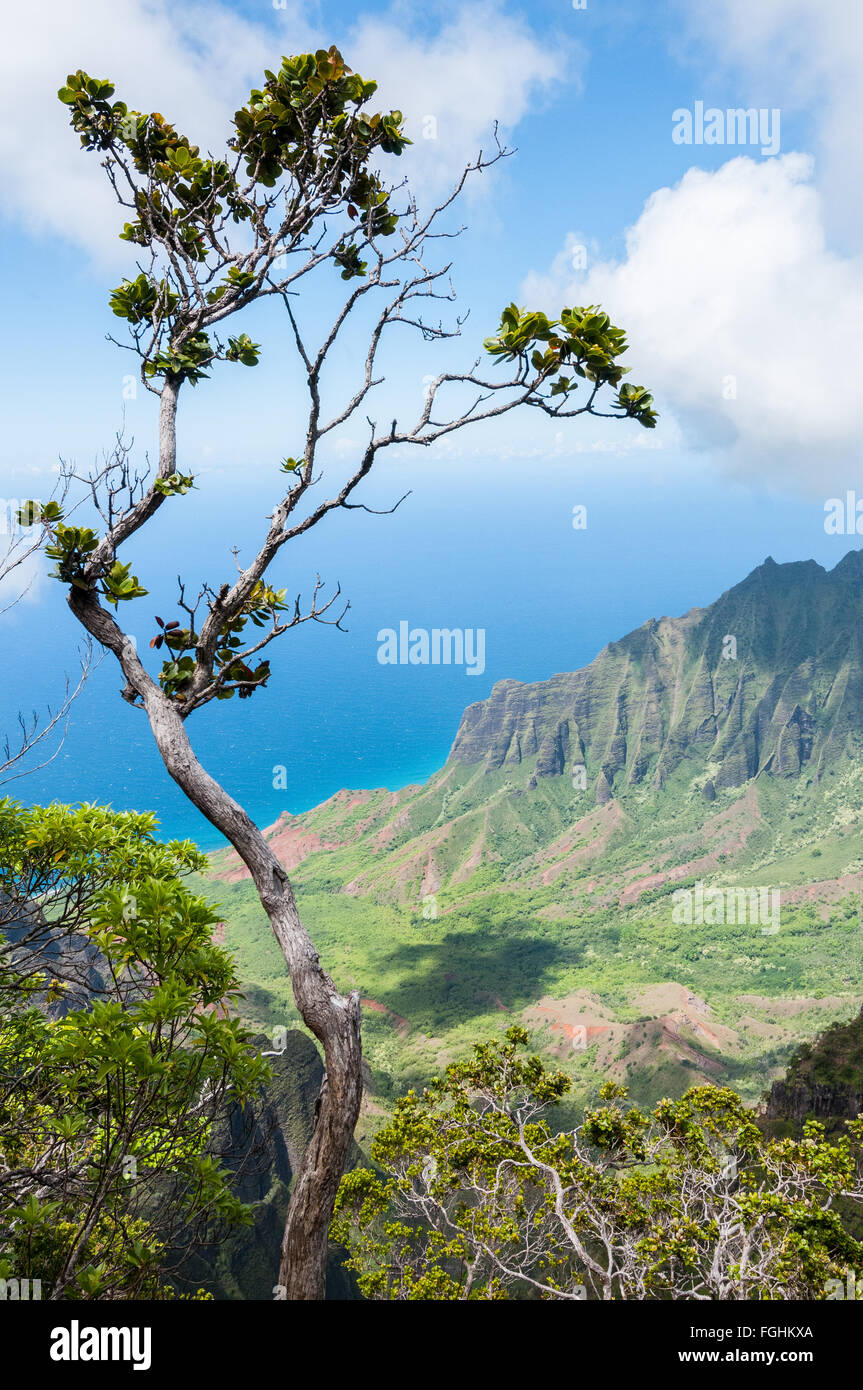 Looking down on the Kalalau Valley and Na Pali Coast from Pu'u O Kila ...