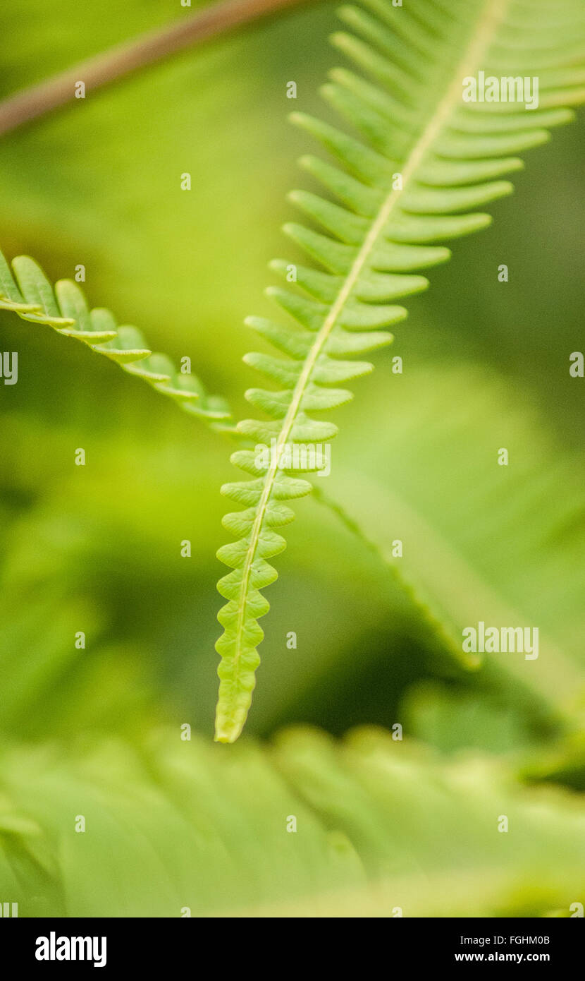 Fern forest hawaii hi-res stock photography and images - Alamy