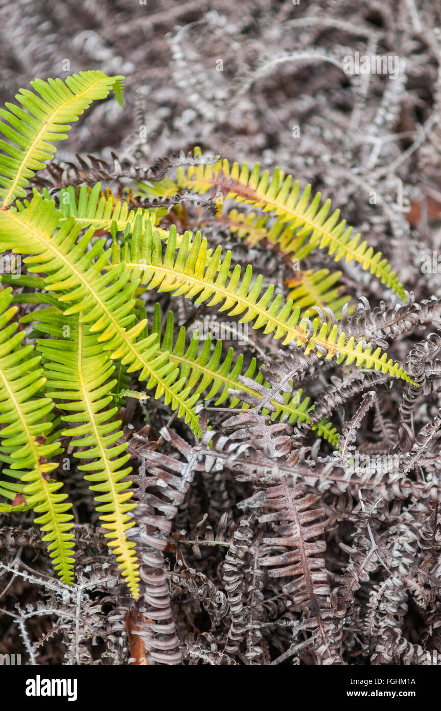 A green fern grows among many bleached dead ferns, Kauai, Hawaii Stock ...