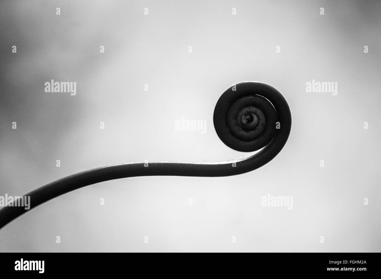Curled fern hi-res stock photography and images - Alamy