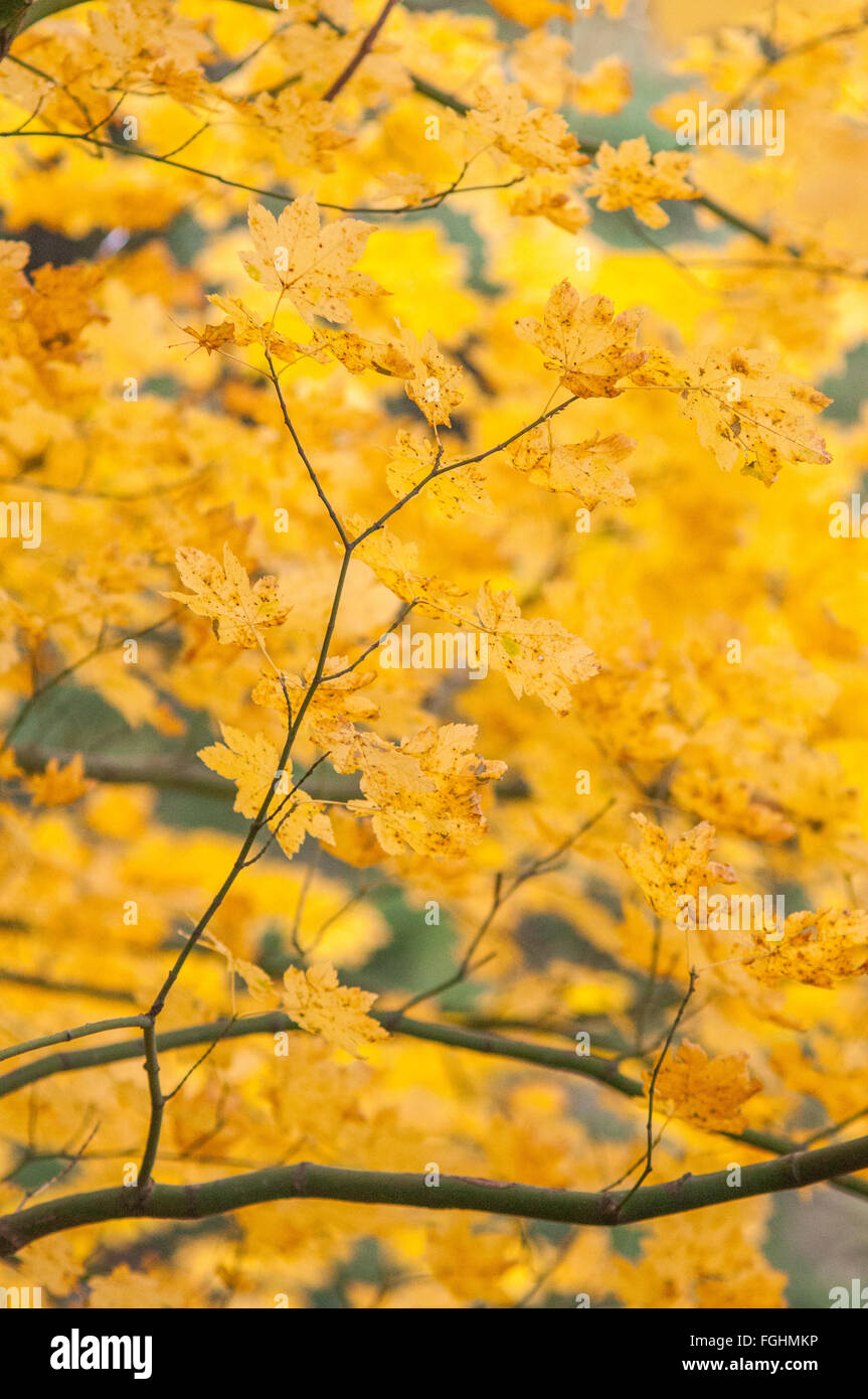 Vine maple hi-res stock photography and images - Alamy