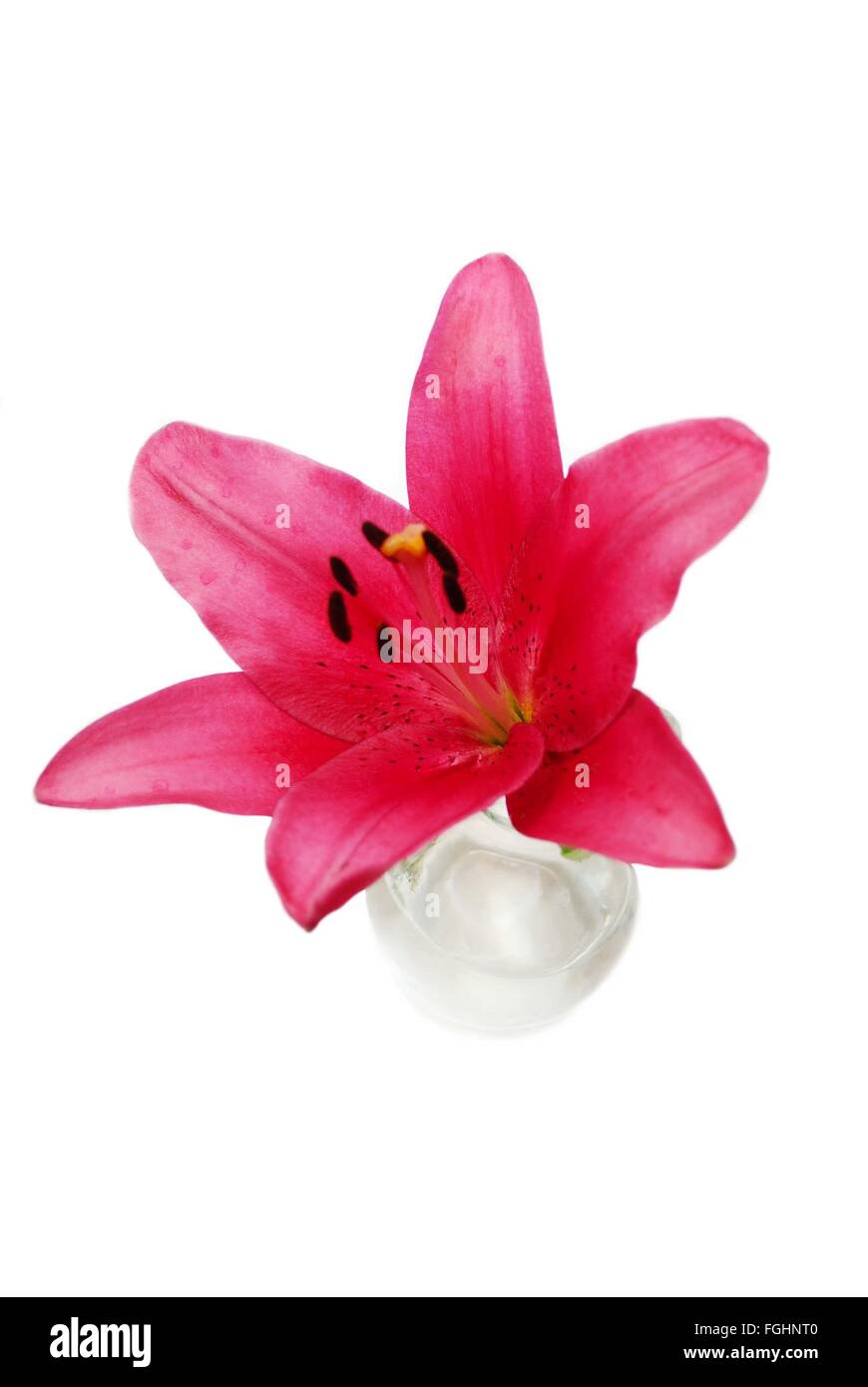 Burgandy bouquet hi-res stock photography and images - Alamy