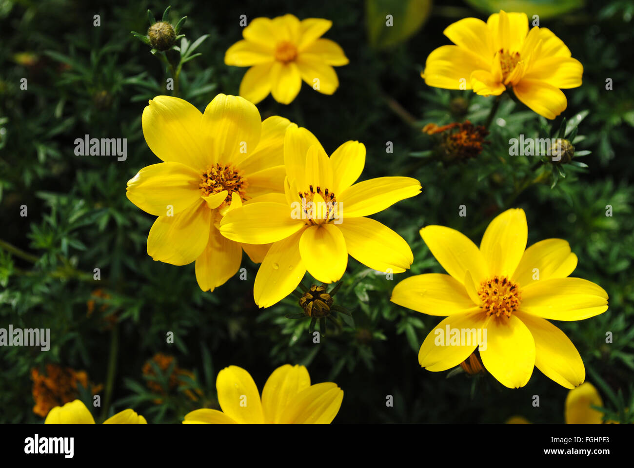 Nature yellow wildflower hi-res stock photography and images - Alamy