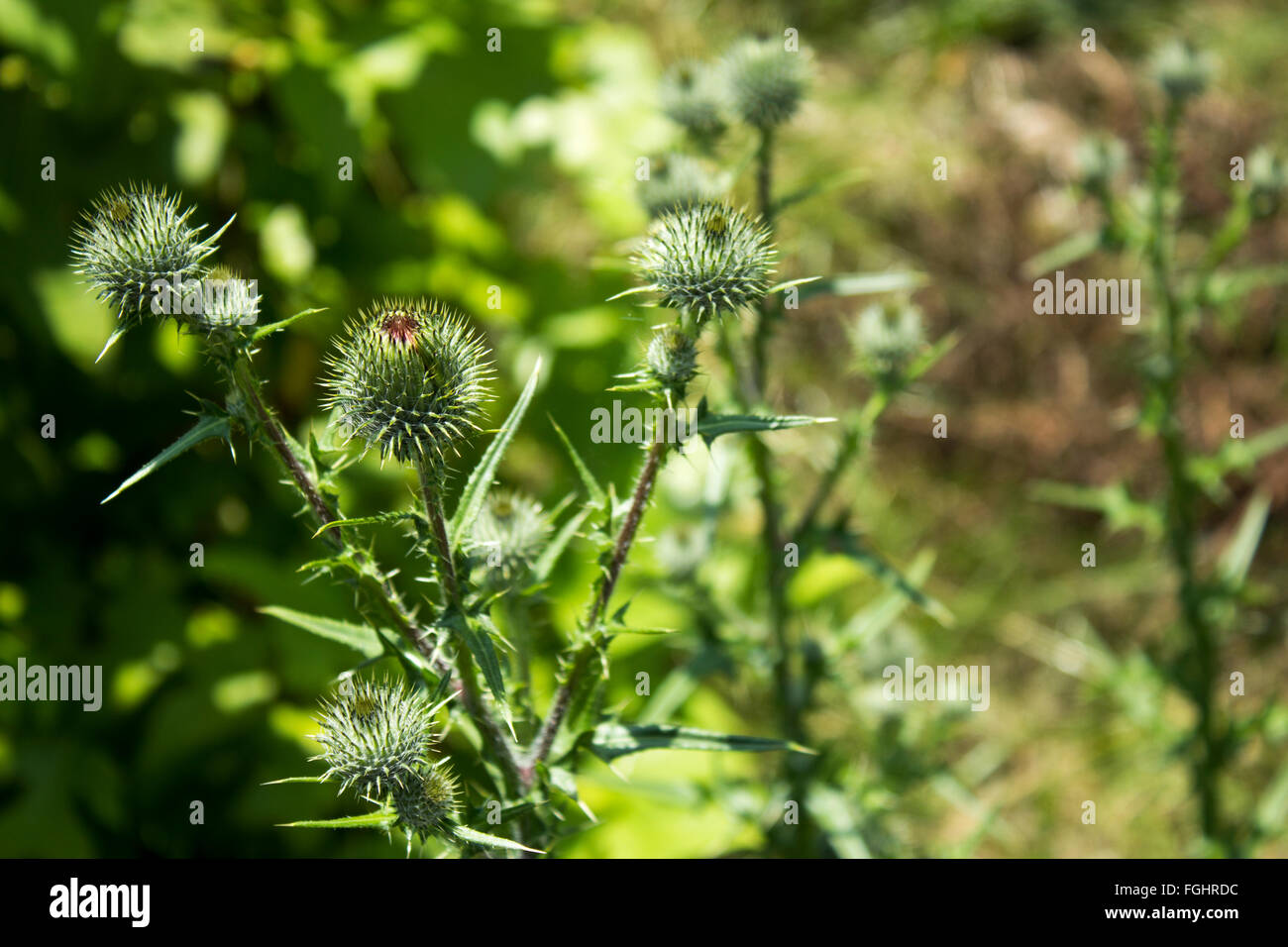 Before they bloom hi-res stock photography and images - Alamy