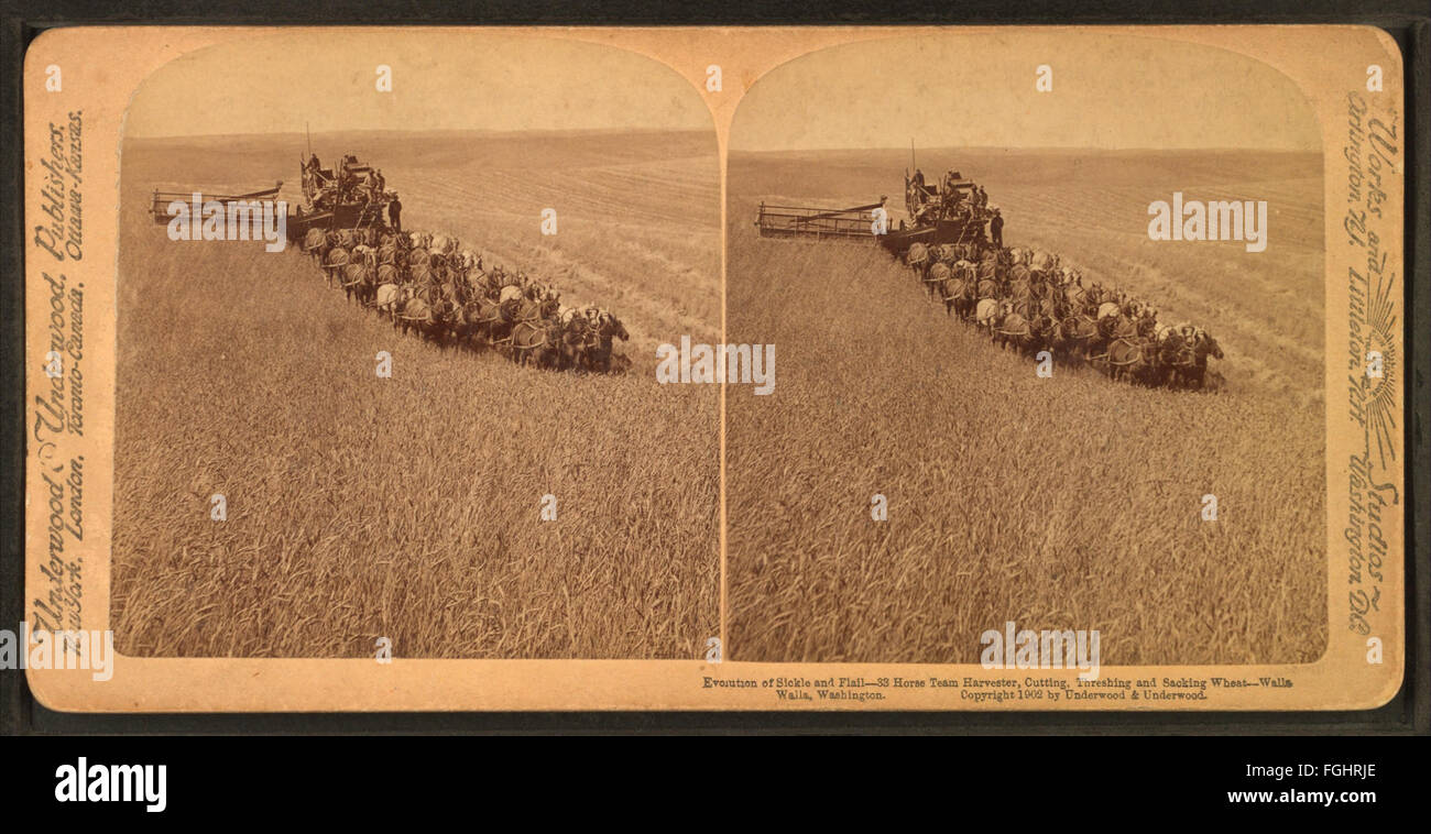 Evolution of sickle and flail, 33 horse team harvester, cutting ...