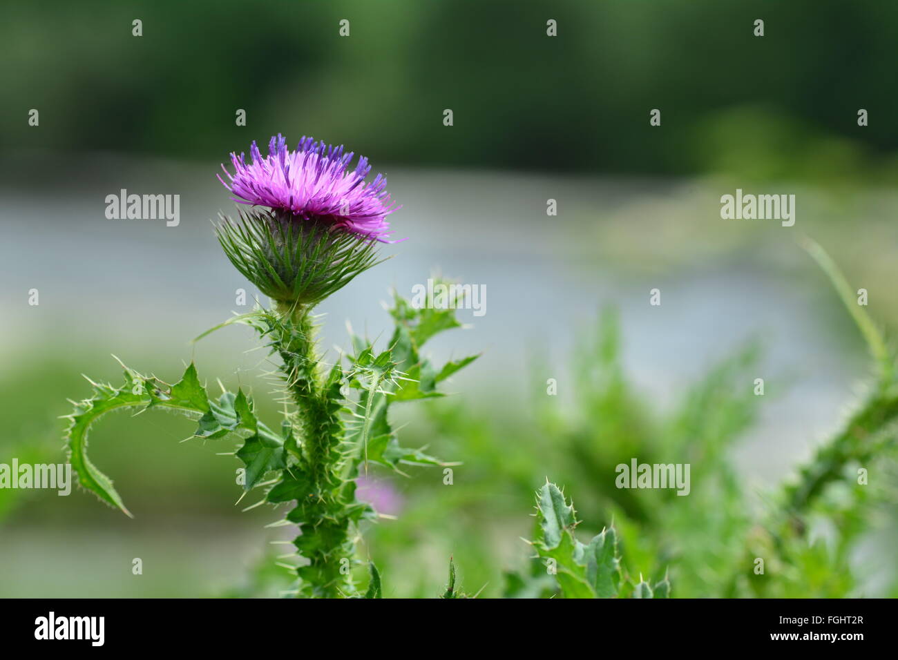 Purple red thistle flower on hi-res stock photography and images - Alamy