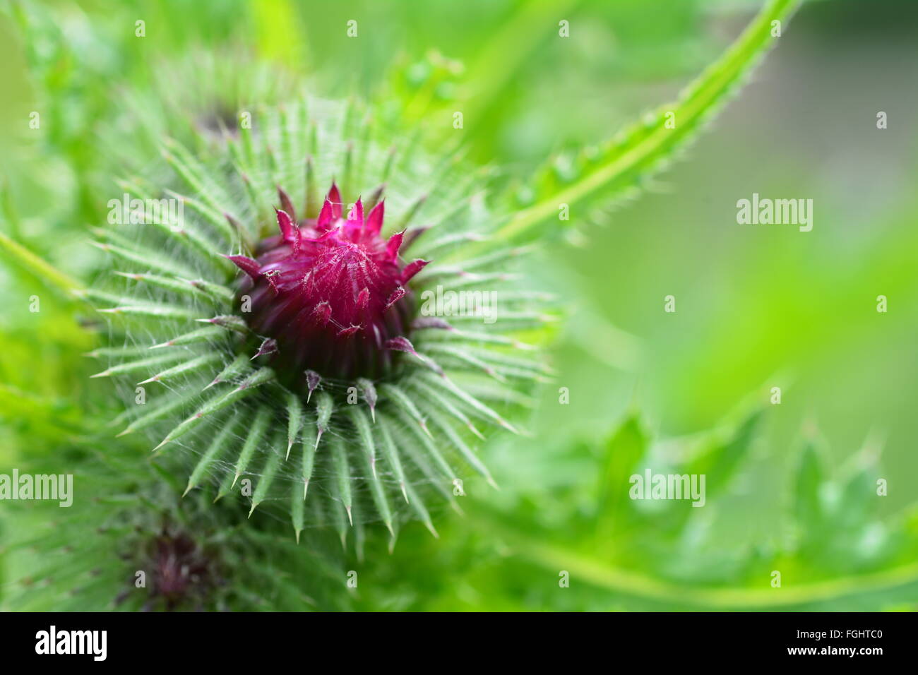 Purple red thistle flower on hi-res stock photography and images - Alamy