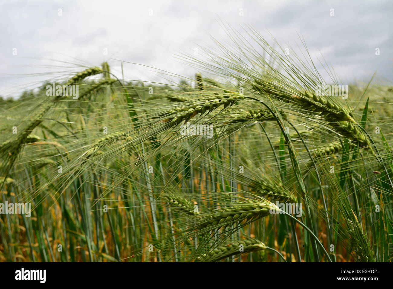 Grass in rural countryside swaying hi-res stock photography and images ...