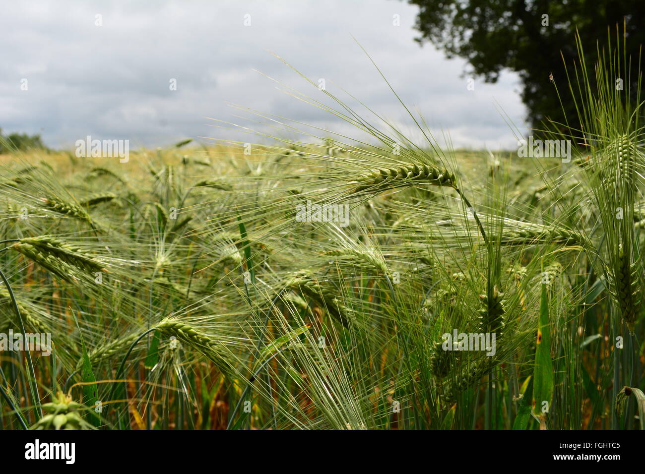 wheat swaying and standing in the field Stock Photo - Alamy