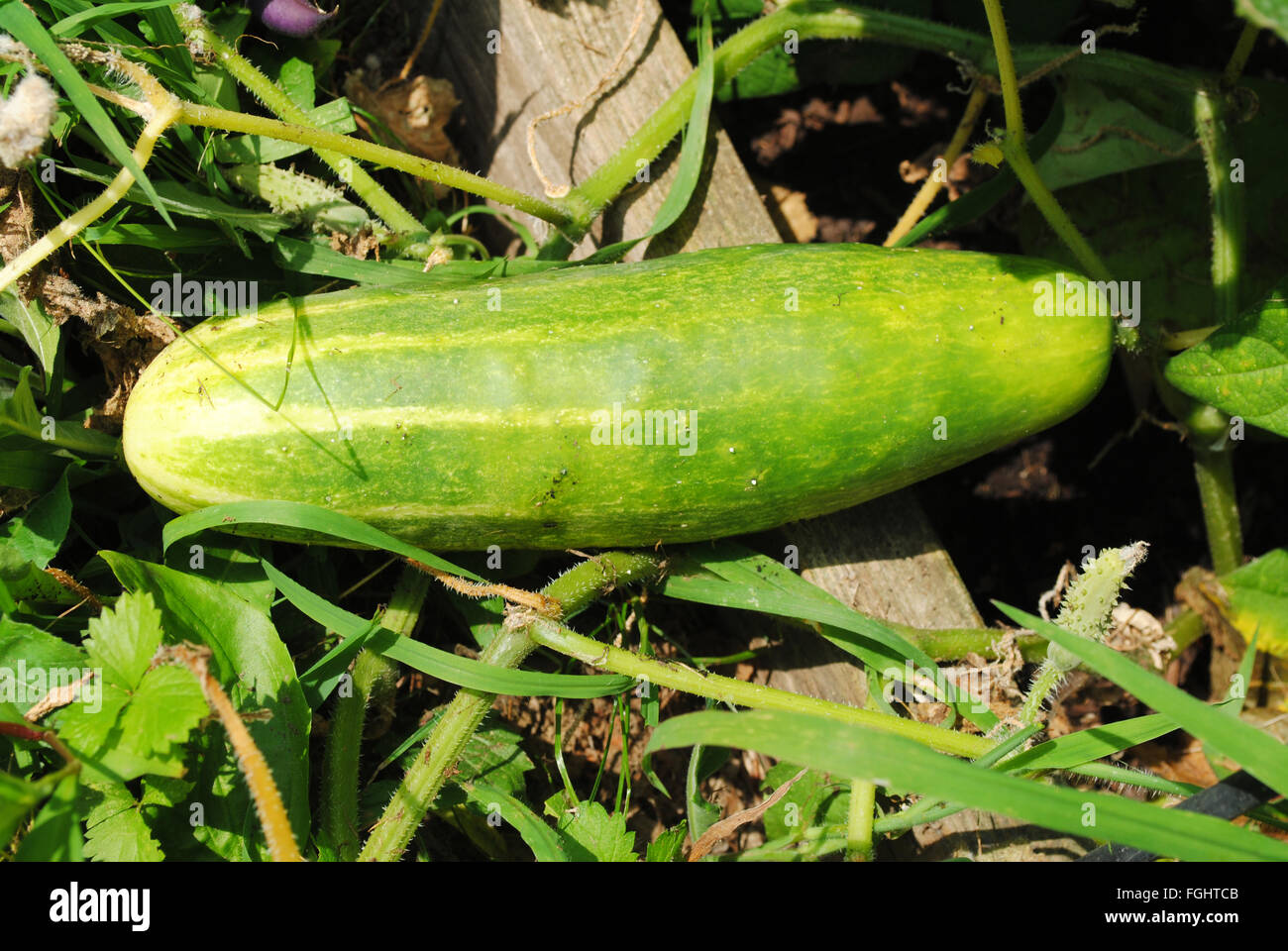 Cucumber plant garden hi-res stock photography and images - Alamy