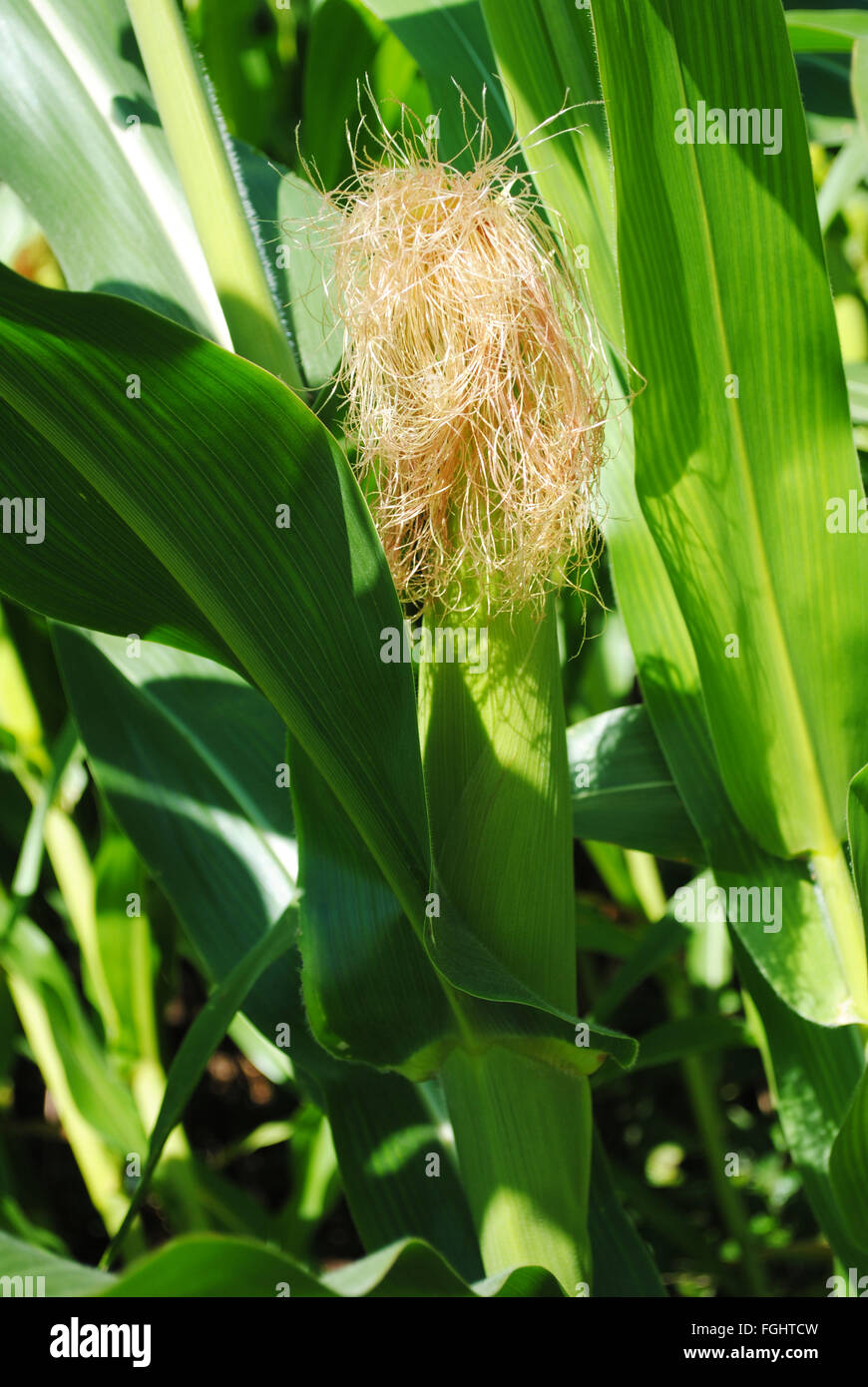 A Single Corn Cob Growing in a Cornfield Stock Photo - Alamy