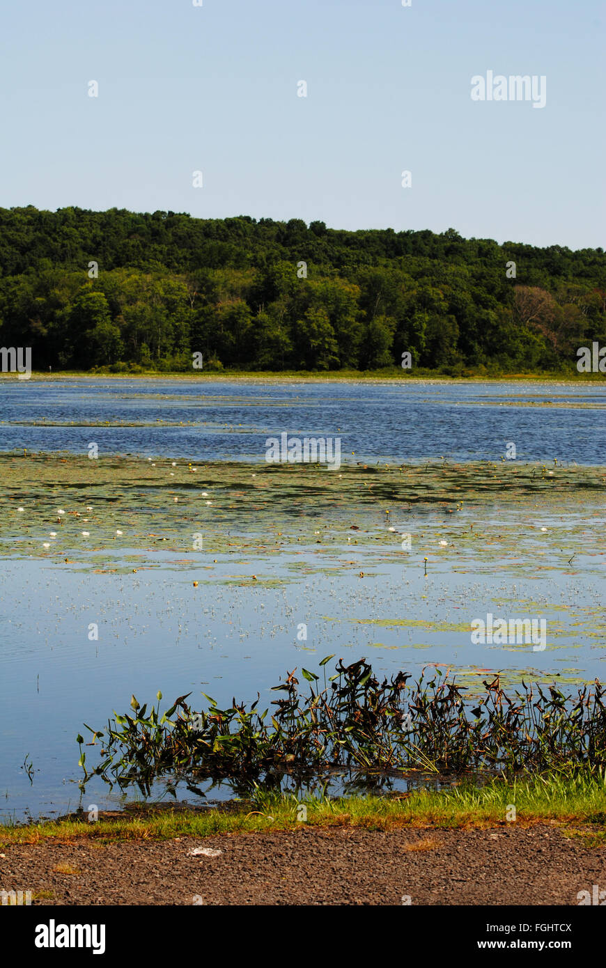 Bright scenic pond hi-res stock photography and images - Alamy