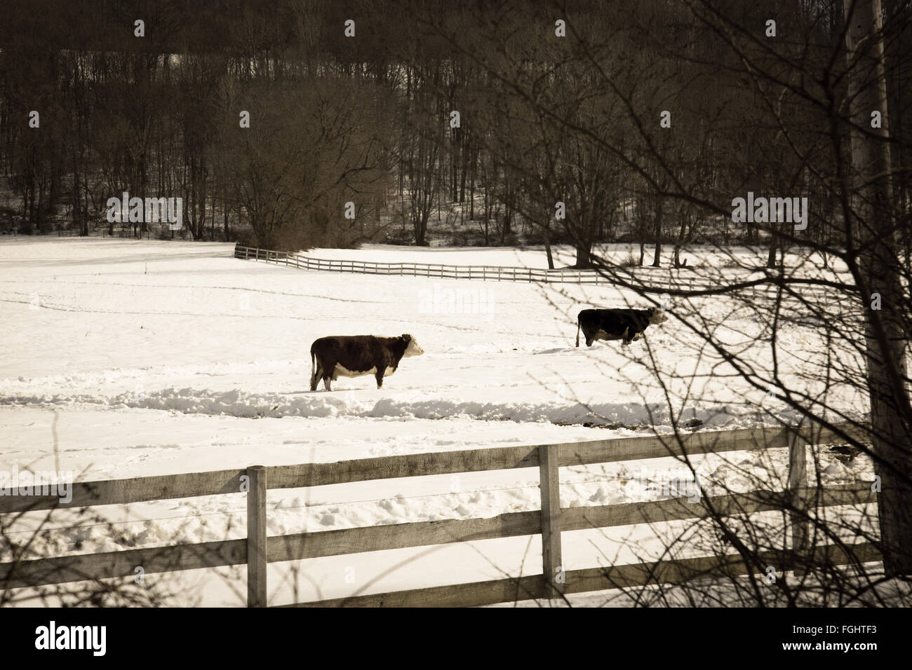 Cows in the snow on a farm Stock Photo - Alamy