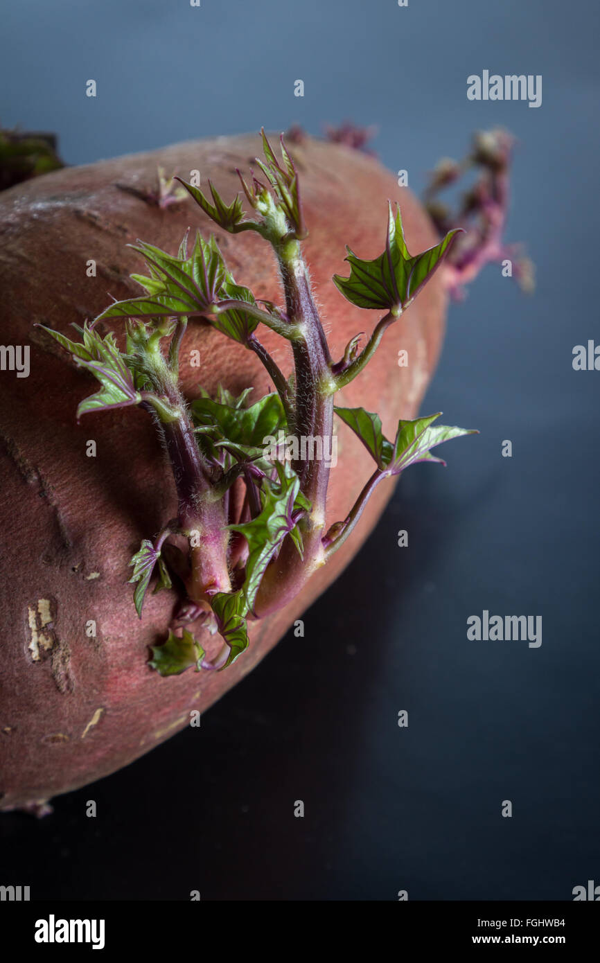 close up of a sweet potato that sat on the counter for too long and now ...