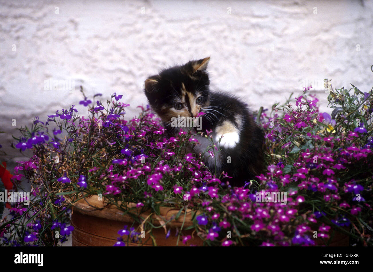 Kitten in flower bed hi-res stock photography and images - Alamy