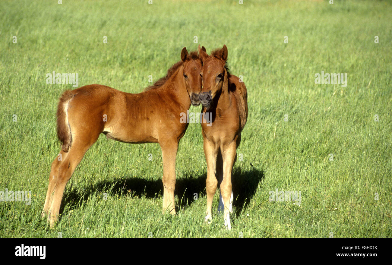 Arabian foals hi-res stock photography and images - Alamy