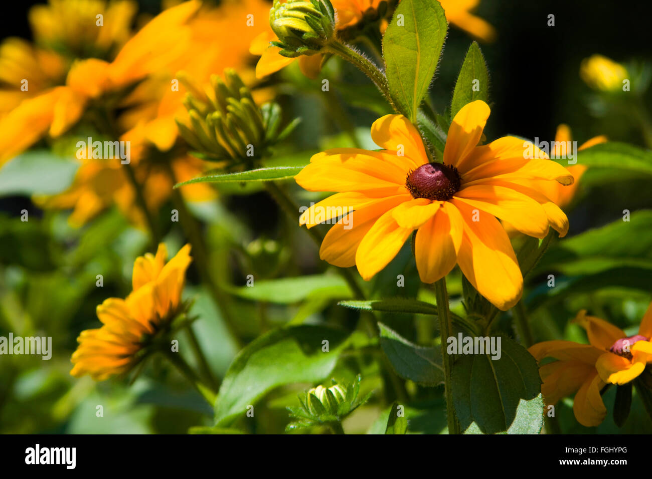 Field of daisies Stock Photo - Alamy
