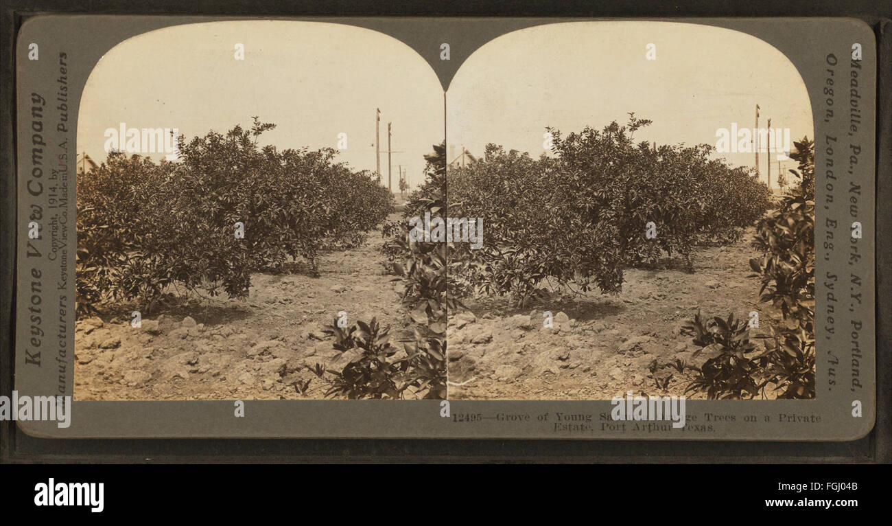 A photograph by Keystone View Company showing a grove of young Satsuma ...