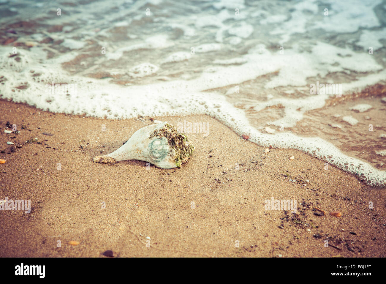 Foamy shell hi-res stock photography and images - Alamy