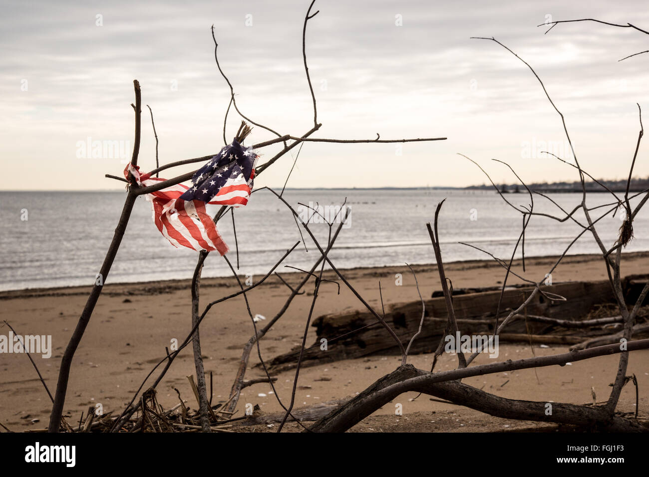 Tattered USA flag hung up on washed up tree branches on the beach Stock ...
