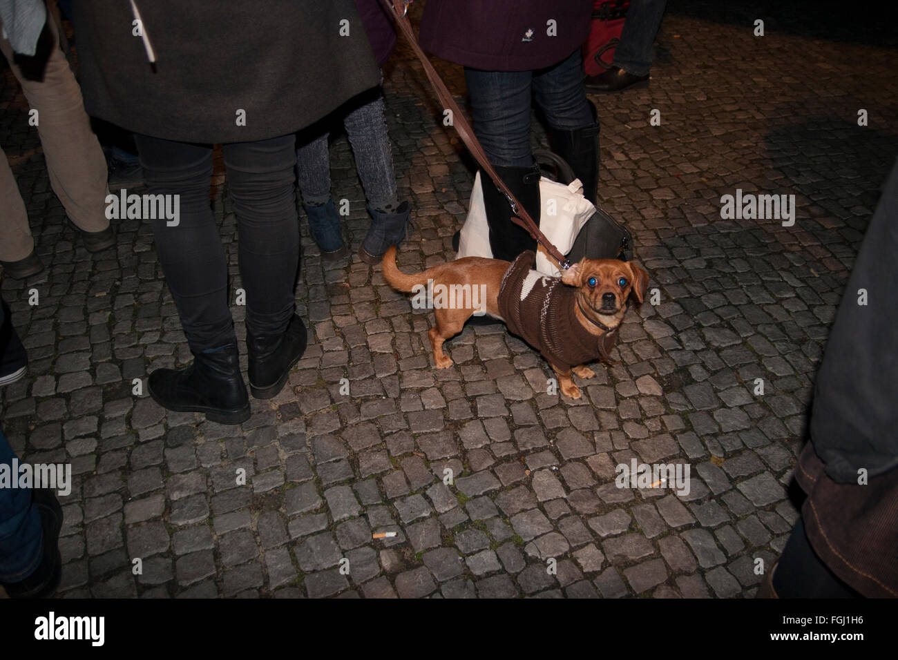 Little Dog Berlin Germany Stock Photo - Alamy