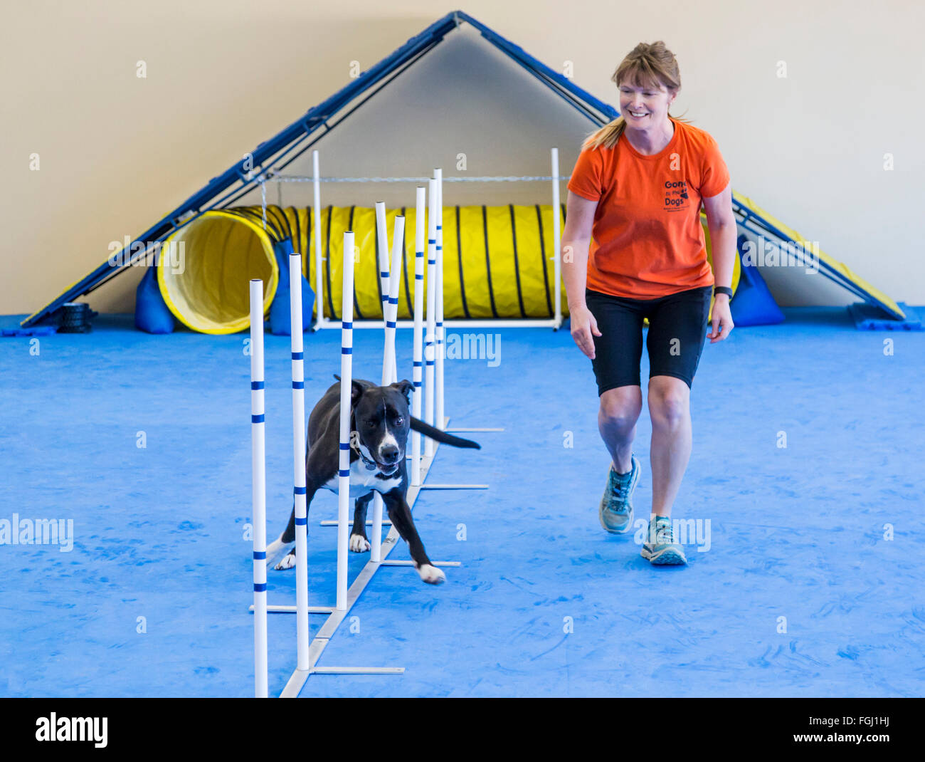 Professional female dog handler training dog to run through slalom ...
