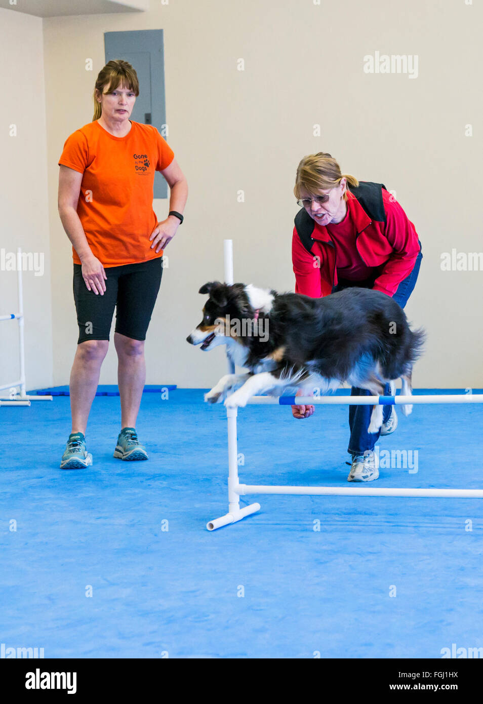 Professional female dog handler training Australian Shepherd to jump ...