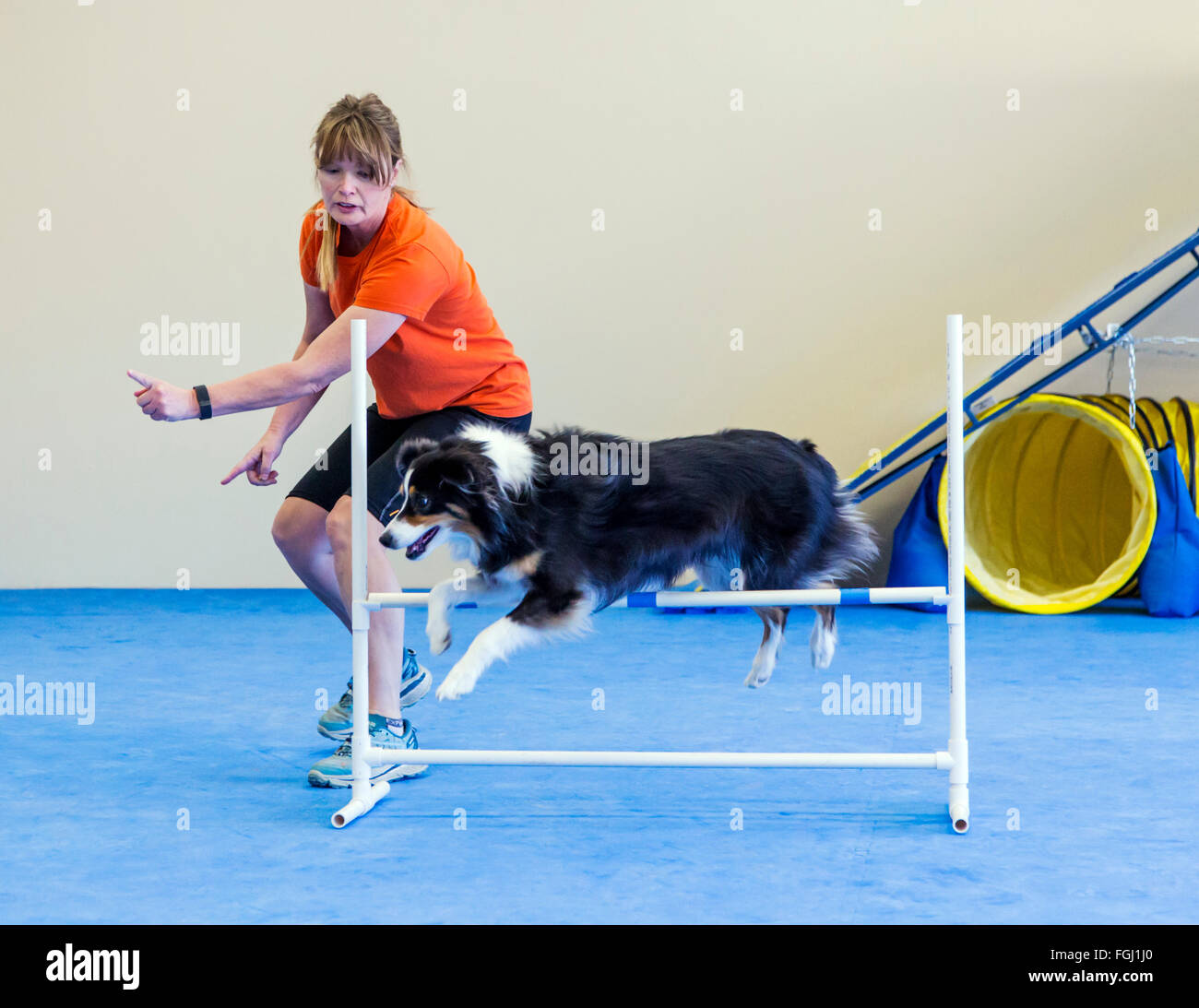 How Do You Train A Dog To Jump Obstacles