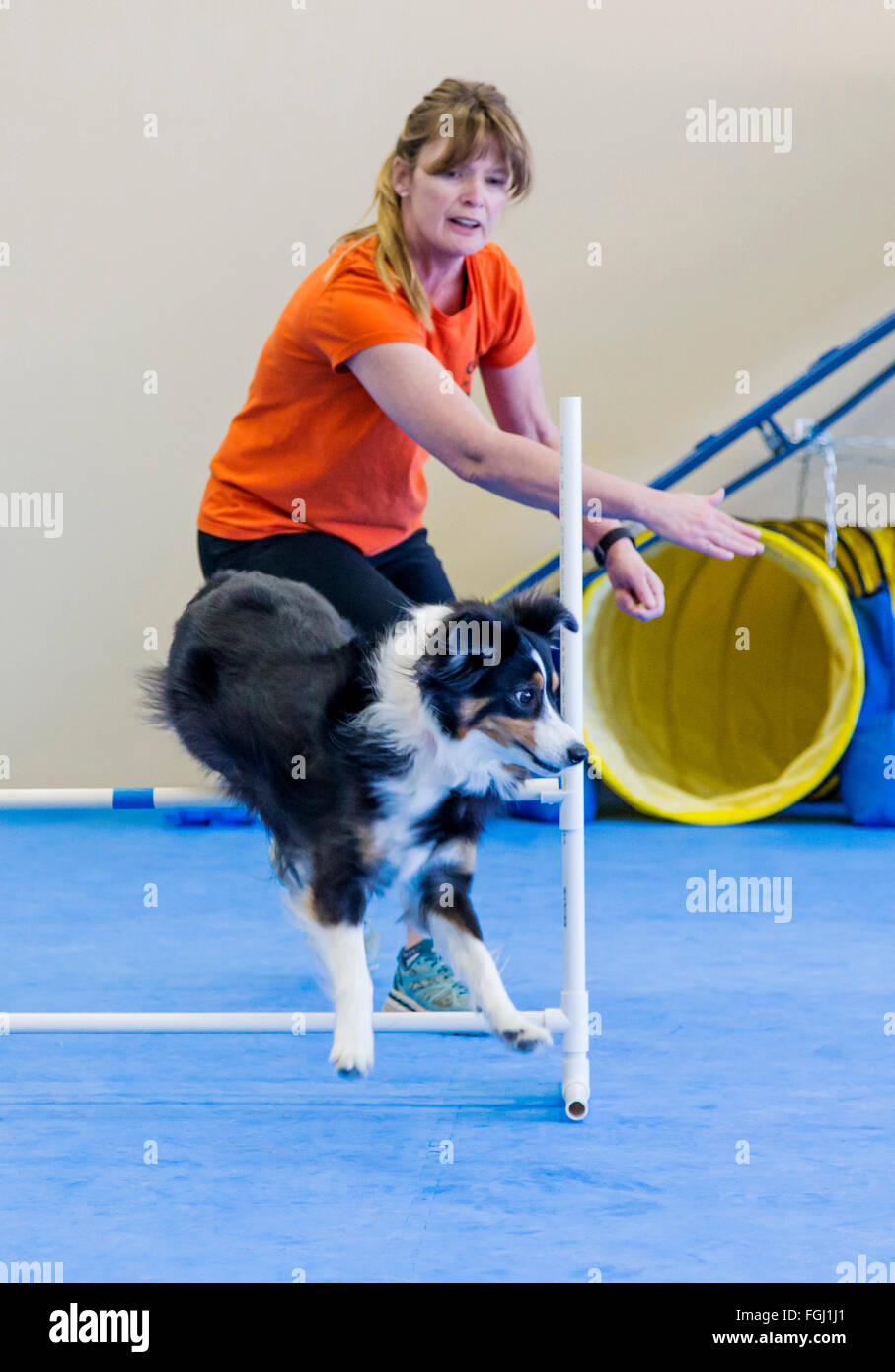 Professional female dog handler training Australian Shepherd to jump ...