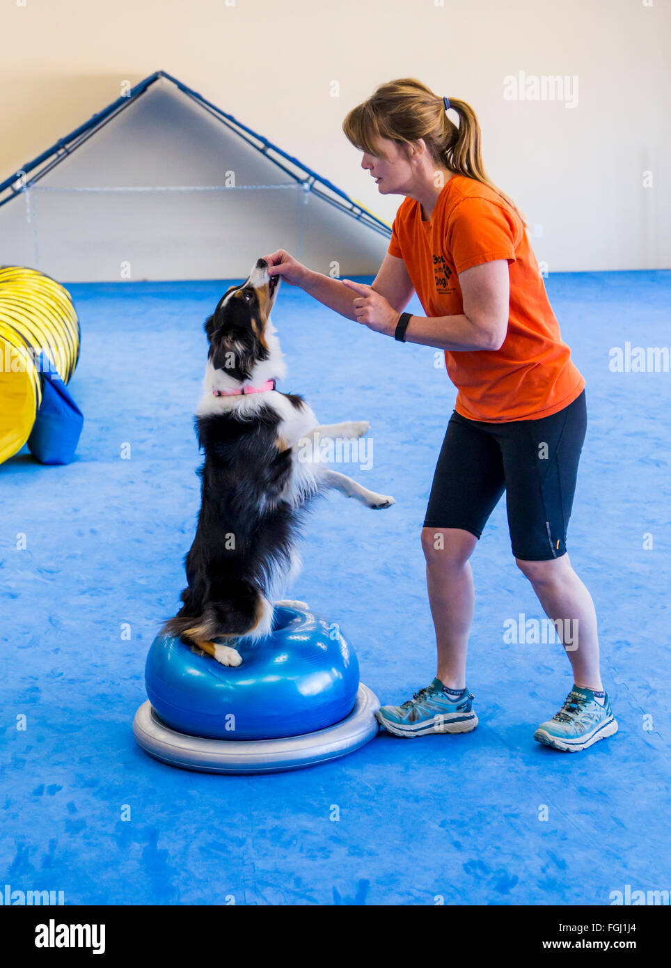 Australian shepherd dog running on hi-res stock photography and images ...